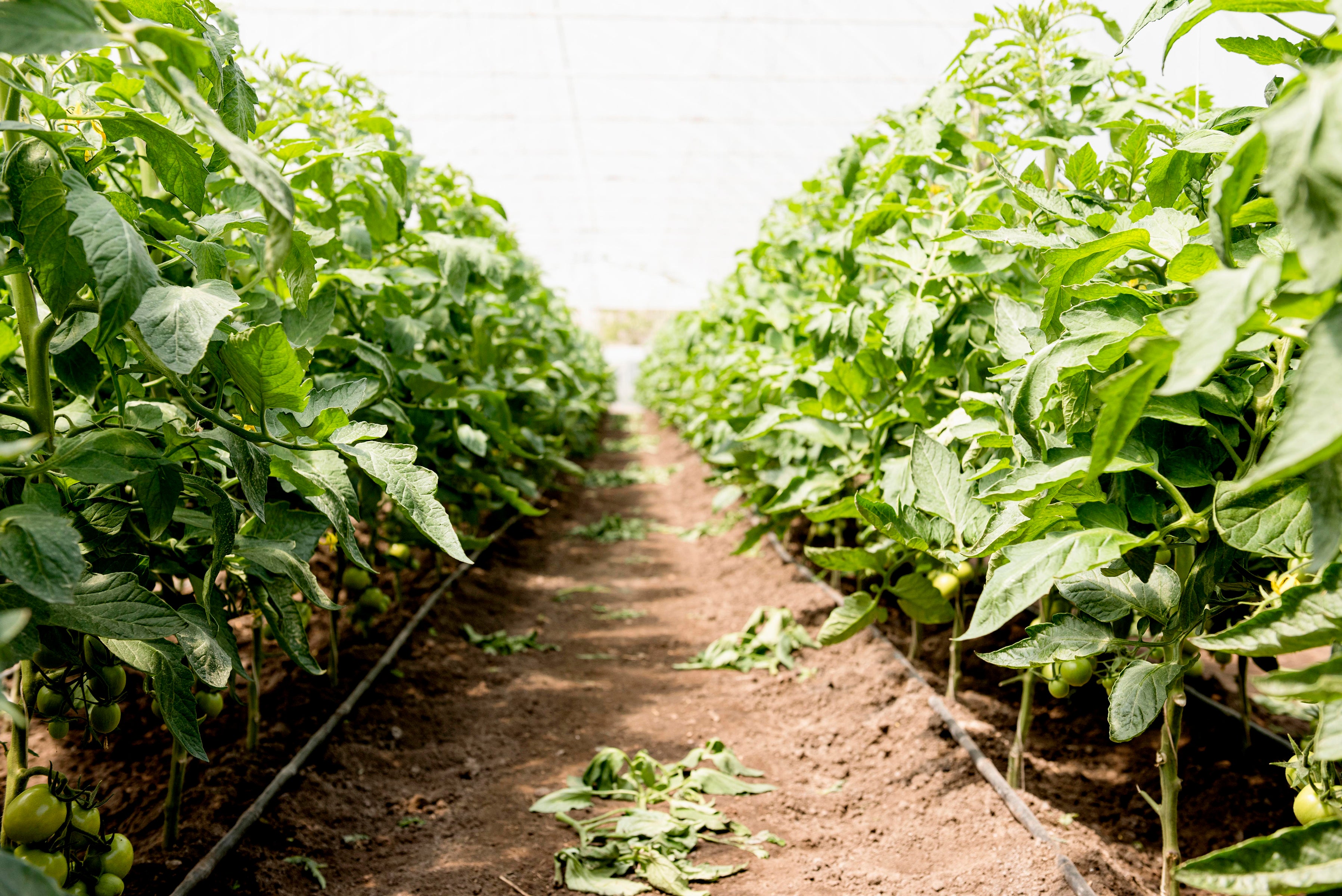 Monte Bene® Farm Fresh Pasta Sauces